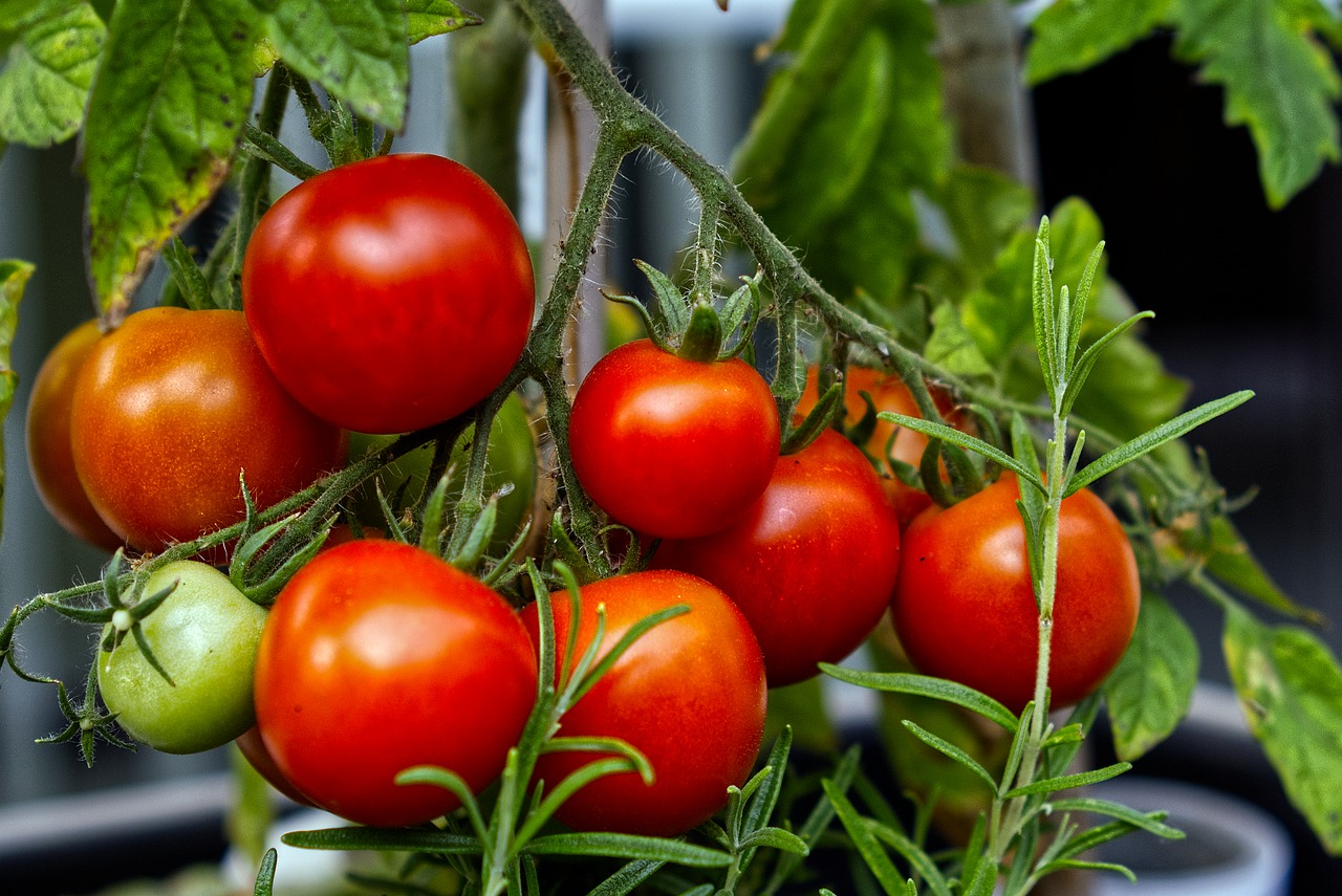 Le Guide d'un expert pour cultiver des tomates à la maison